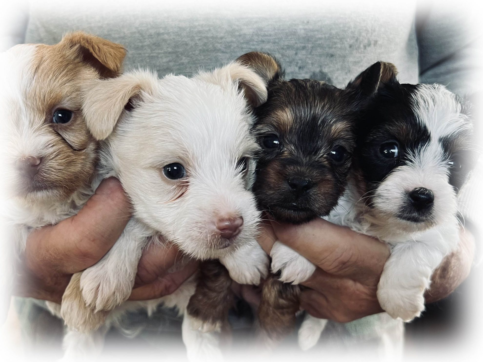 HOME - The Yorkie Ranch